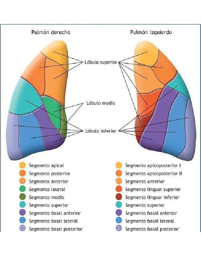 Segmentos Pulmonares | PDF