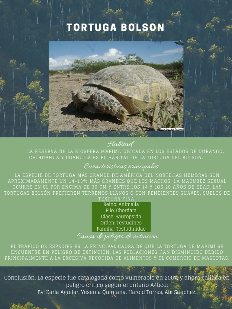 Tortuga Bolson | PDF
