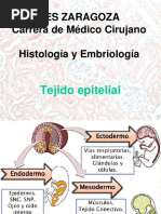 05 Tejidos Epiteliales III Especializaciones Del Dominio Basolateral ...