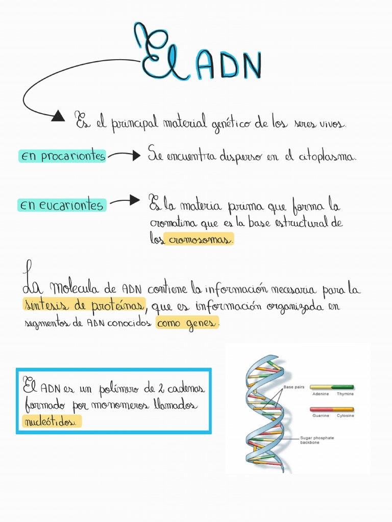 El ADN | PDF