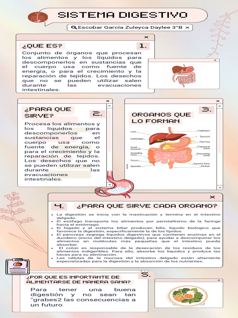 Infografía. SISTEMA DIGESTIVO | PDF
