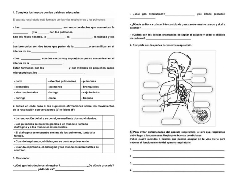 Actividades Sistema Respiratorio | PDF