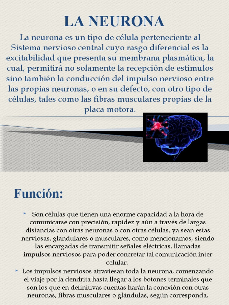 Estructura y Función de la Neurona | PDF | Neurona | Sinapsis