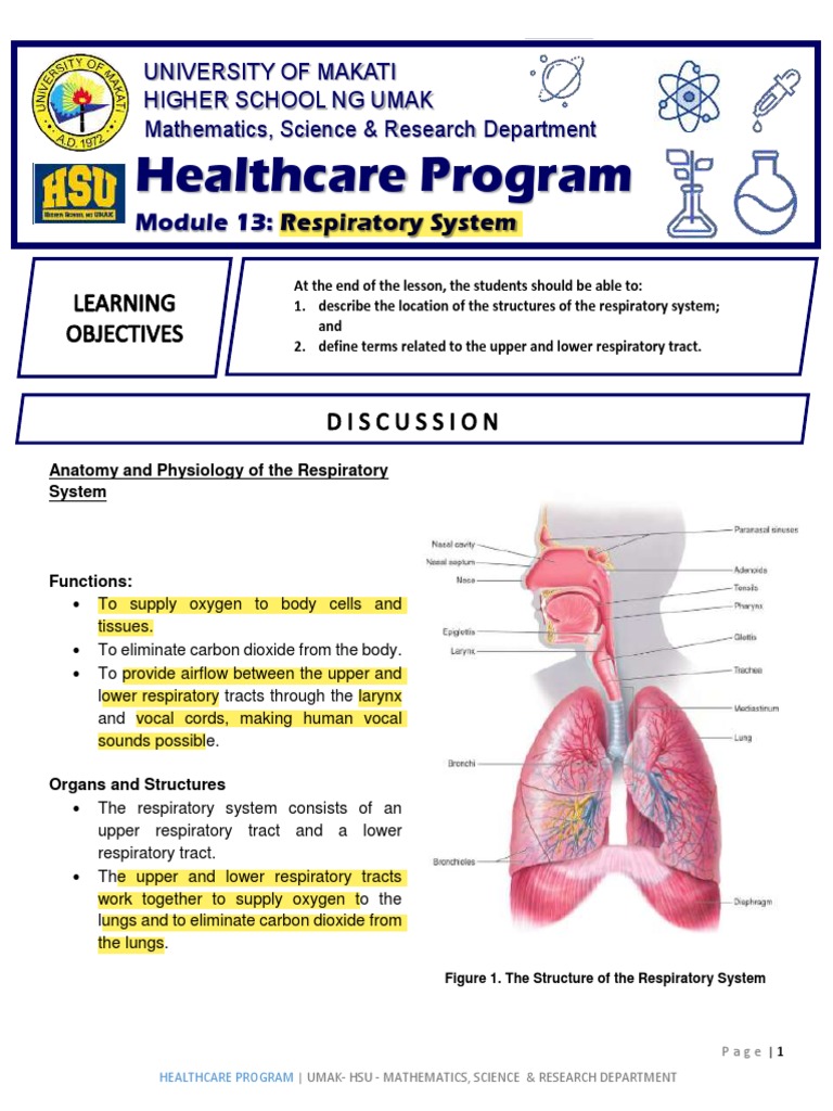 HCP MODULE 13 Respiratory System Anatomy Physiology | PDF | Respiratory ...