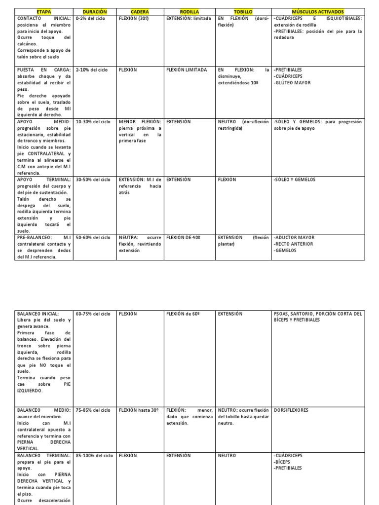 Fases de La Marcha - Perry | PDF | Pie | Rodilla