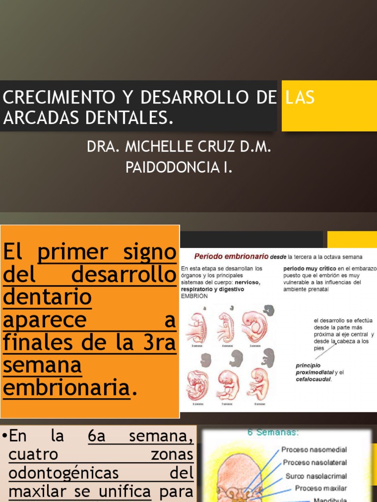 CRECIMIENTO Y DESARROLLO DE LAS ARCADAS DENTALES. Tema3y4 | PDF | Boca ...