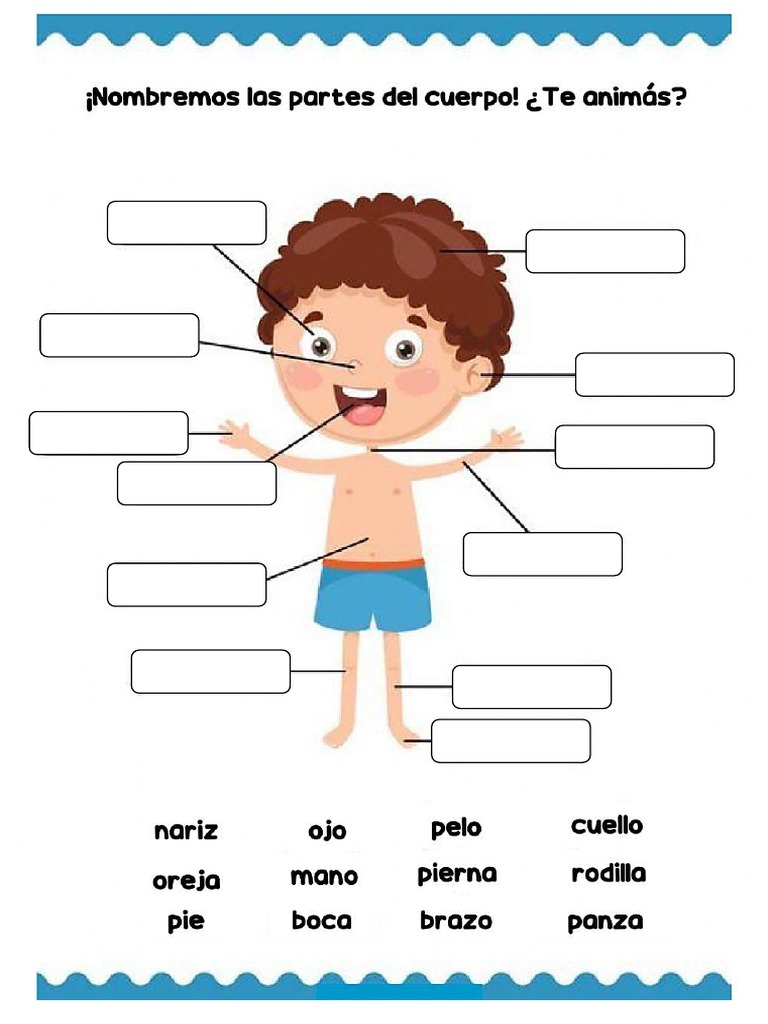 Partes Del Cuerpo Pdf