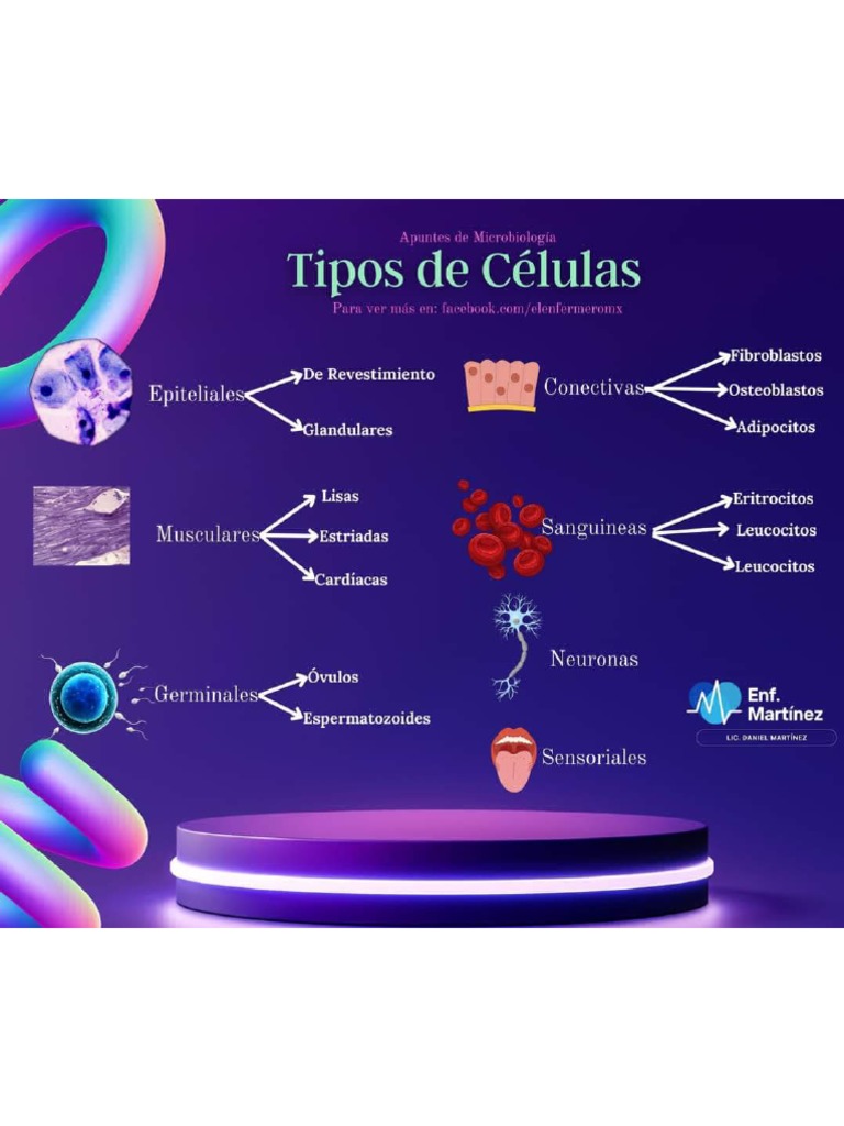 Tipos de Celulas | PDF