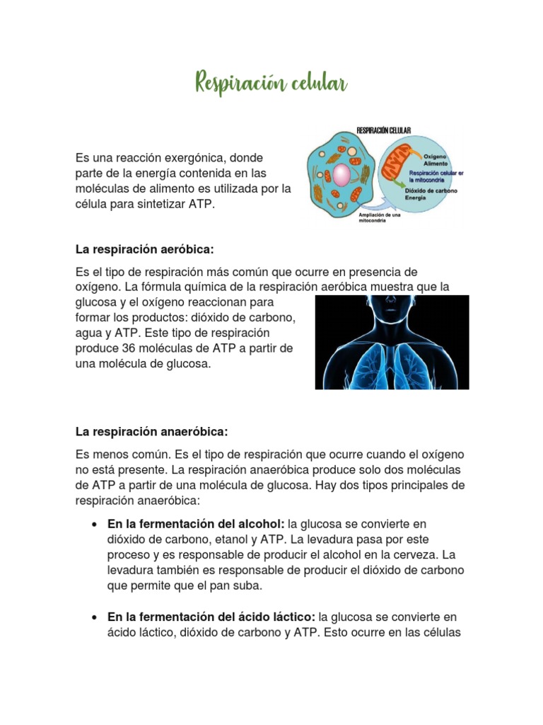 Tipos y Fórmulas de Respiración Celular | PDF