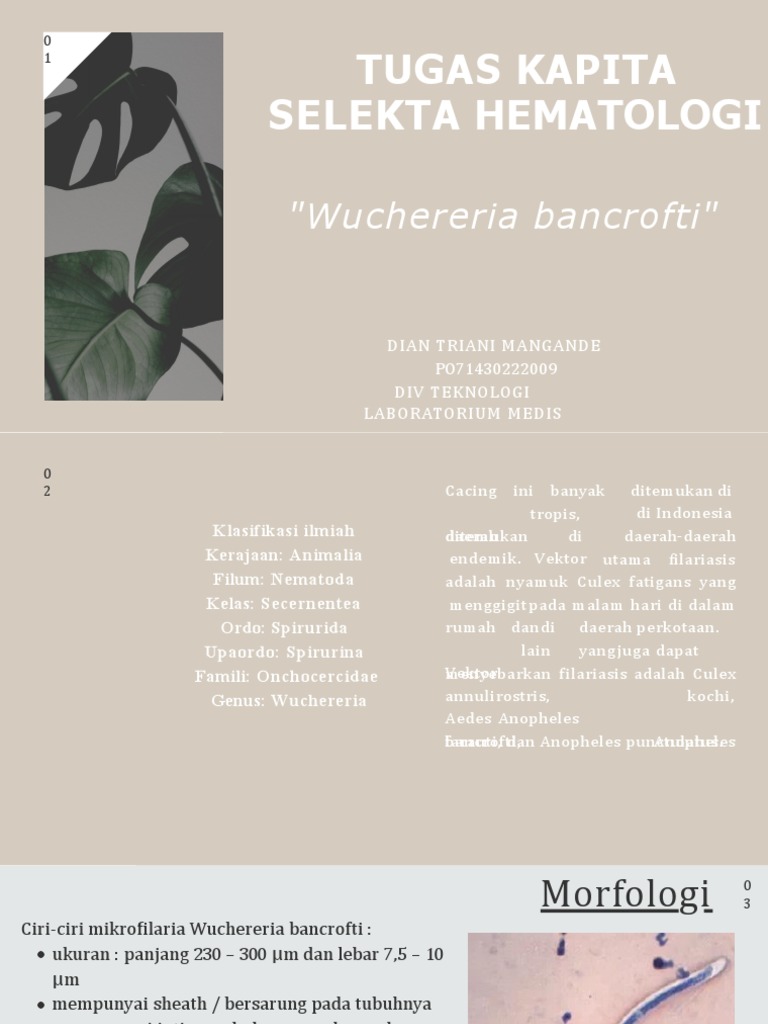 Wuchereria Bancrofti-Dian Triani Mangande | PDF | Ilmu Sosial ...