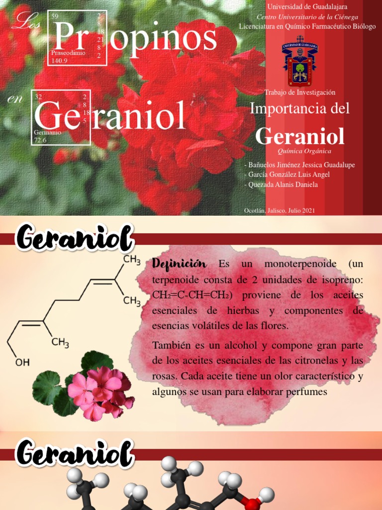 Geraniol: Usos y Seguridad | PDF | Alergia | Aceite esencial