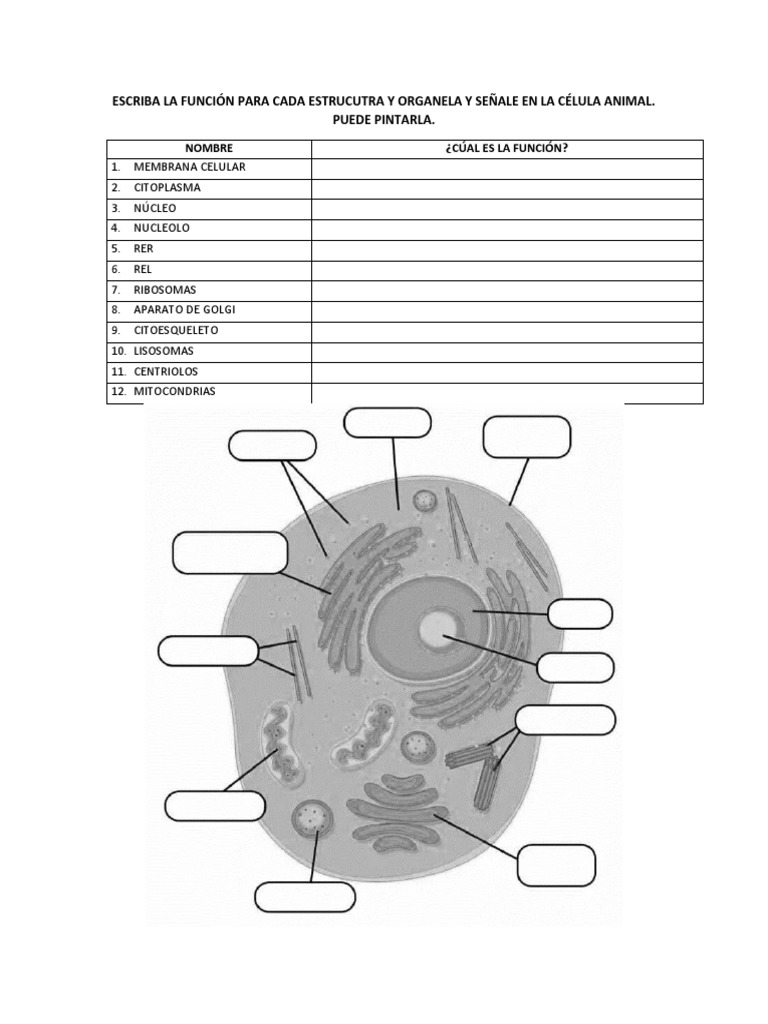 CÉLULA ANIMAL Y VEGETAL Práctica de Reconocimiento | PDF