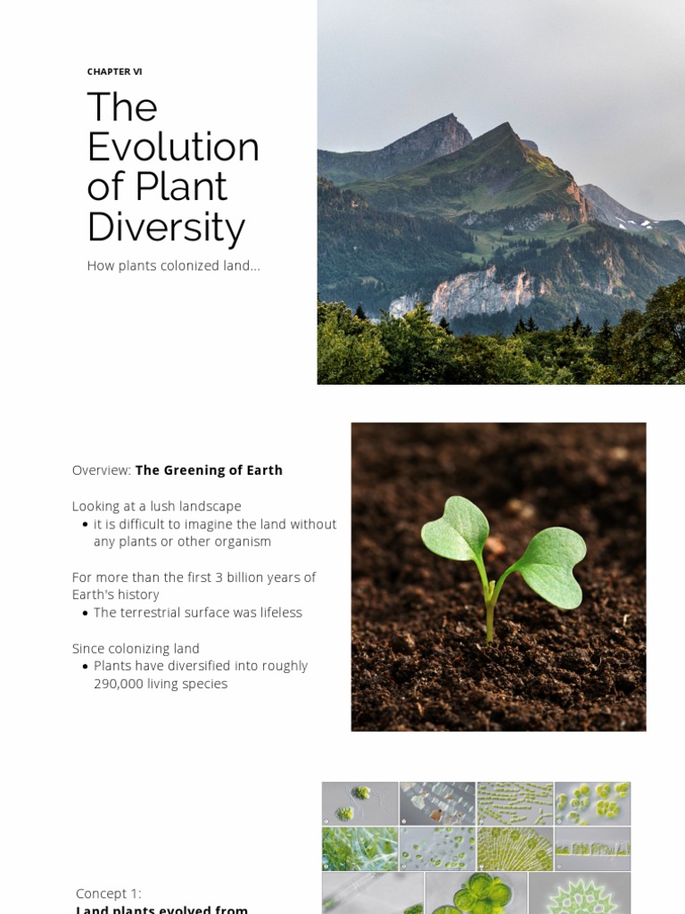Chapter VI The Evolution of Plant Diversity | PDF | Plants | Fern