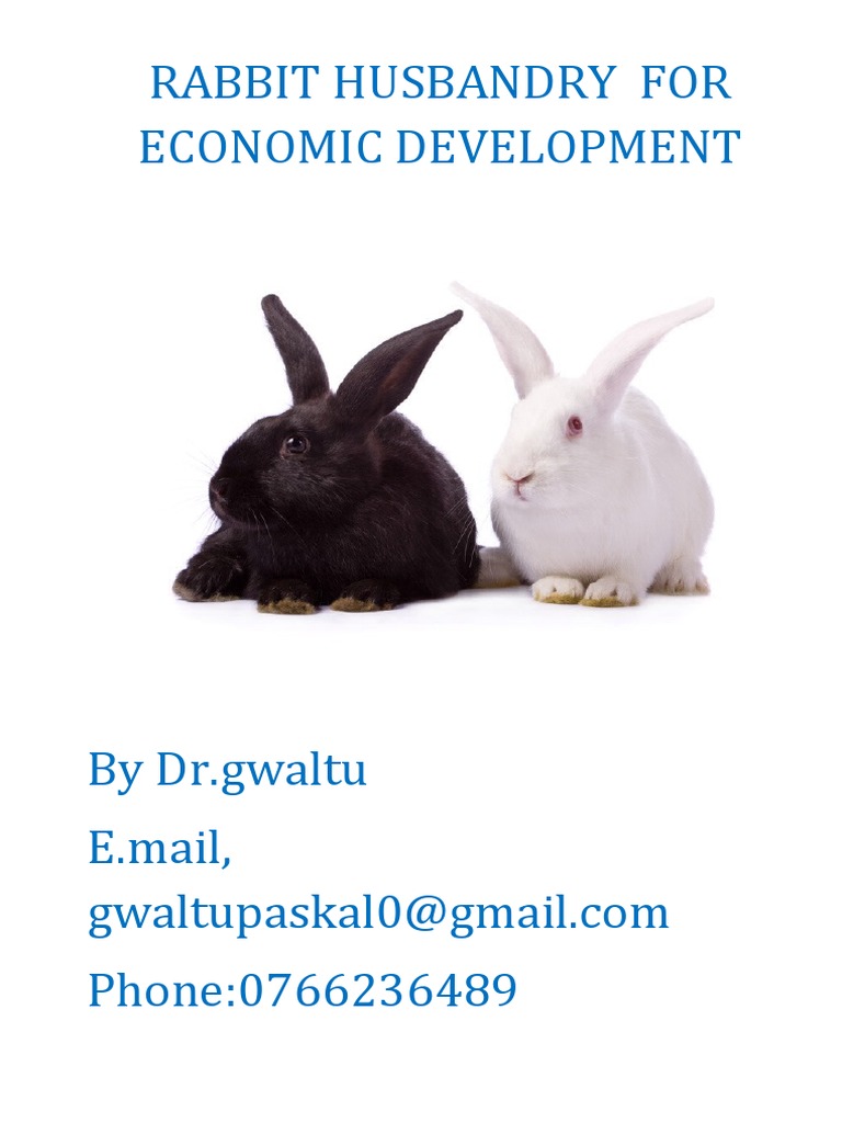 Rabbit Production | PDF | Infection | Rabbit