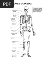 206 Bones List with Locations and PDF | PDF | Skeleton | Knee