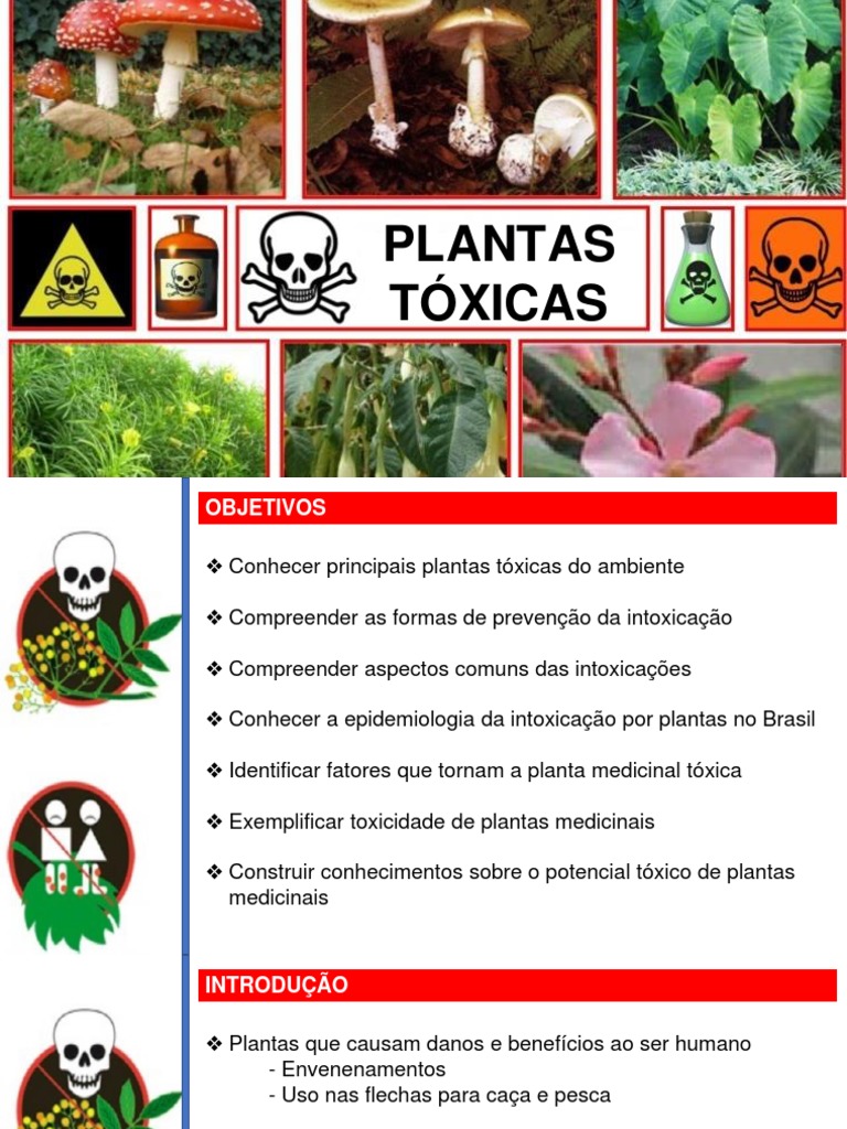 Plantas Tóxicas | PDF | Toxicologia | Segurança e saúde ocupacional
