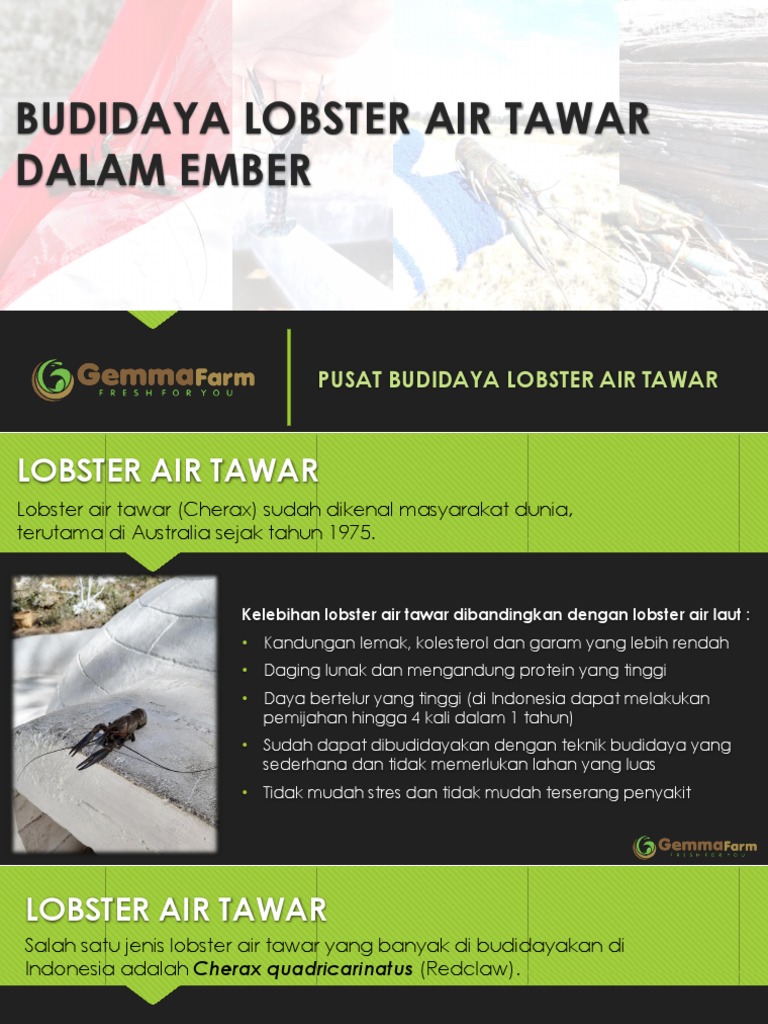 Budidaya Lobster Air Tawar Dalam Ember | PDF | Sains & Matematika | Teknologi & Rekayasa