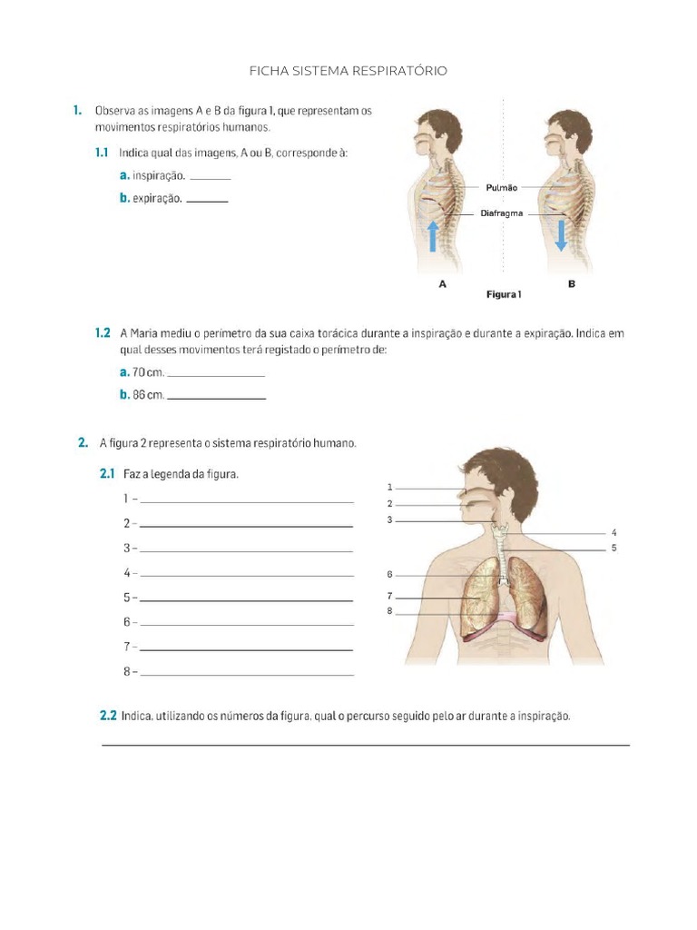 Ficha Ciencias 6 Ano Sistema Respiratorio | PDF