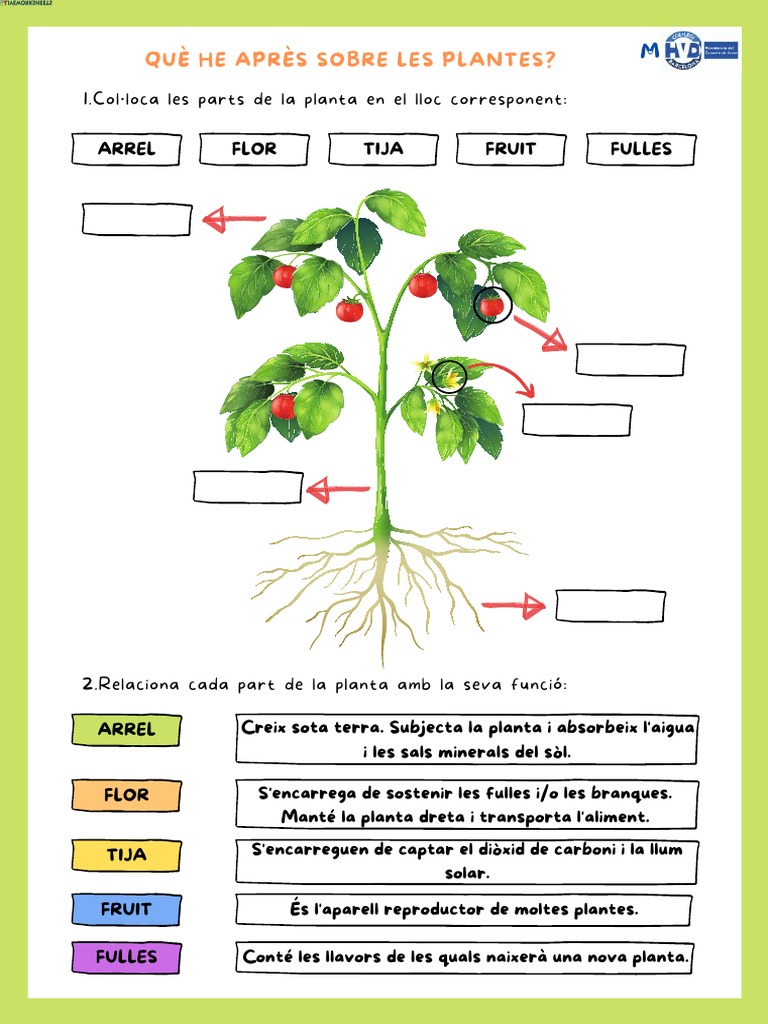 Exercicis Les Plantes 3er | PDF