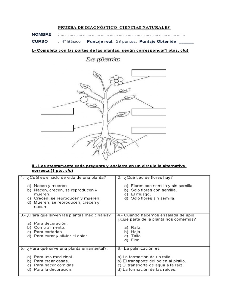 Actividades de Ciencias Naturales 4° Básico | PDF | Flores | Plantas