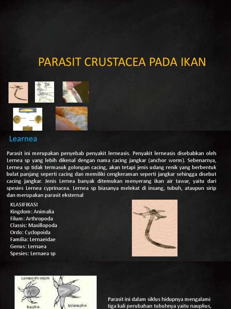 Crustacea | PDF