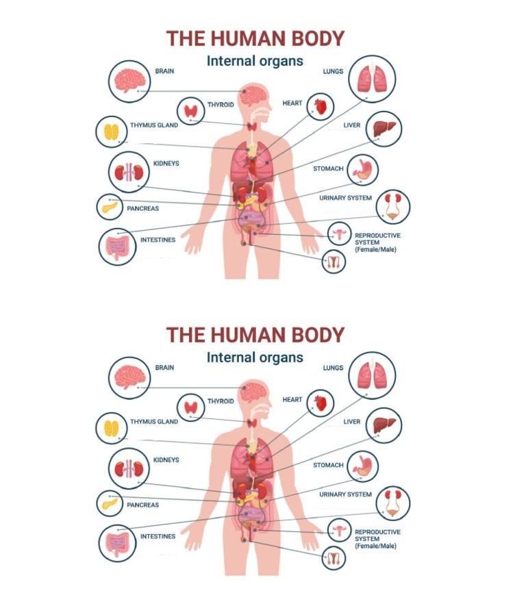 Human Body - Organs | PDF