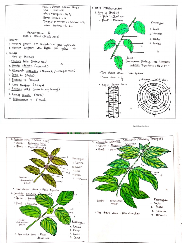 Praktikum Phyllotaxis (Duduk Daun) | PDF