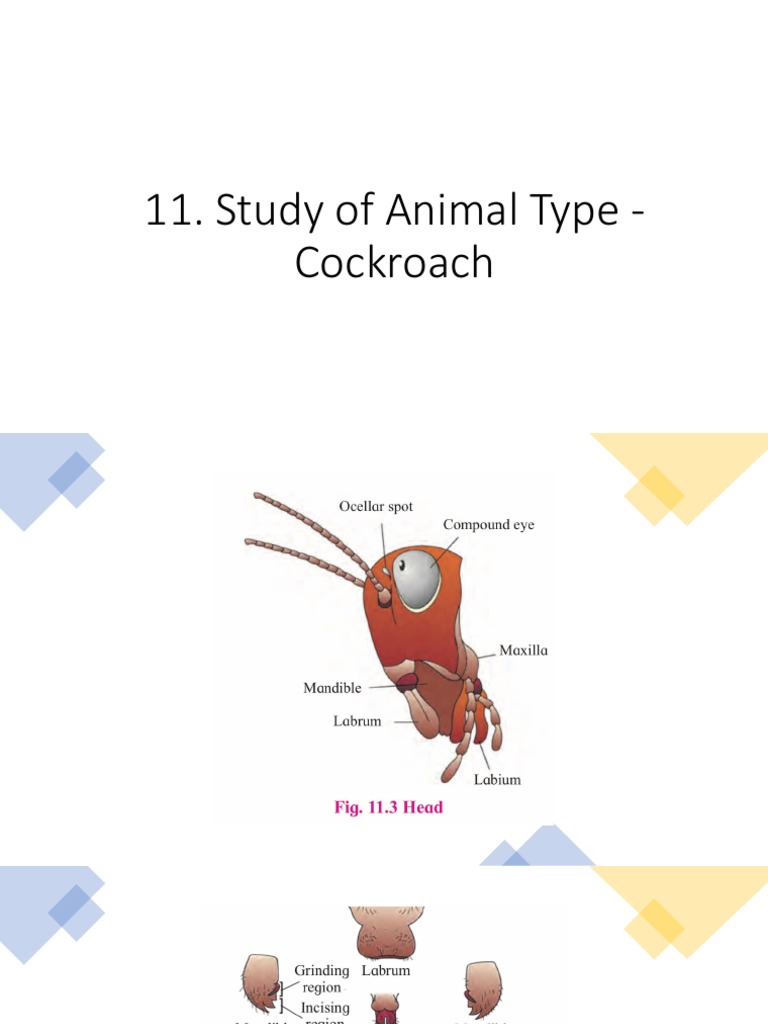 Study of Animal Type Cockroach | PDF | Digestion | Heart