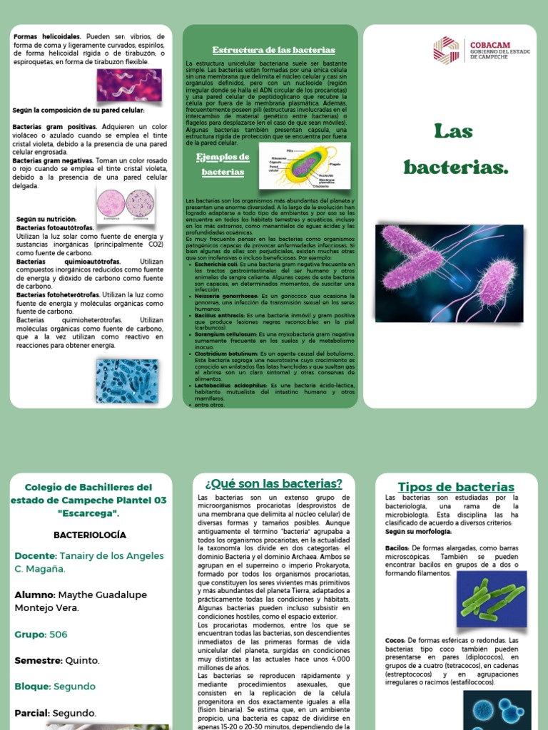 Triptico Bacterias | PDF | Las bacterias | Biología Celular)