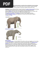 Elephant GI Anatomy & Physiology | PDF | Gastrointestinal Tract | Digestion