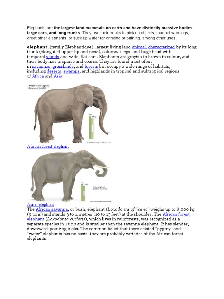 Elephant Info | PDF | Elephant | Larynx