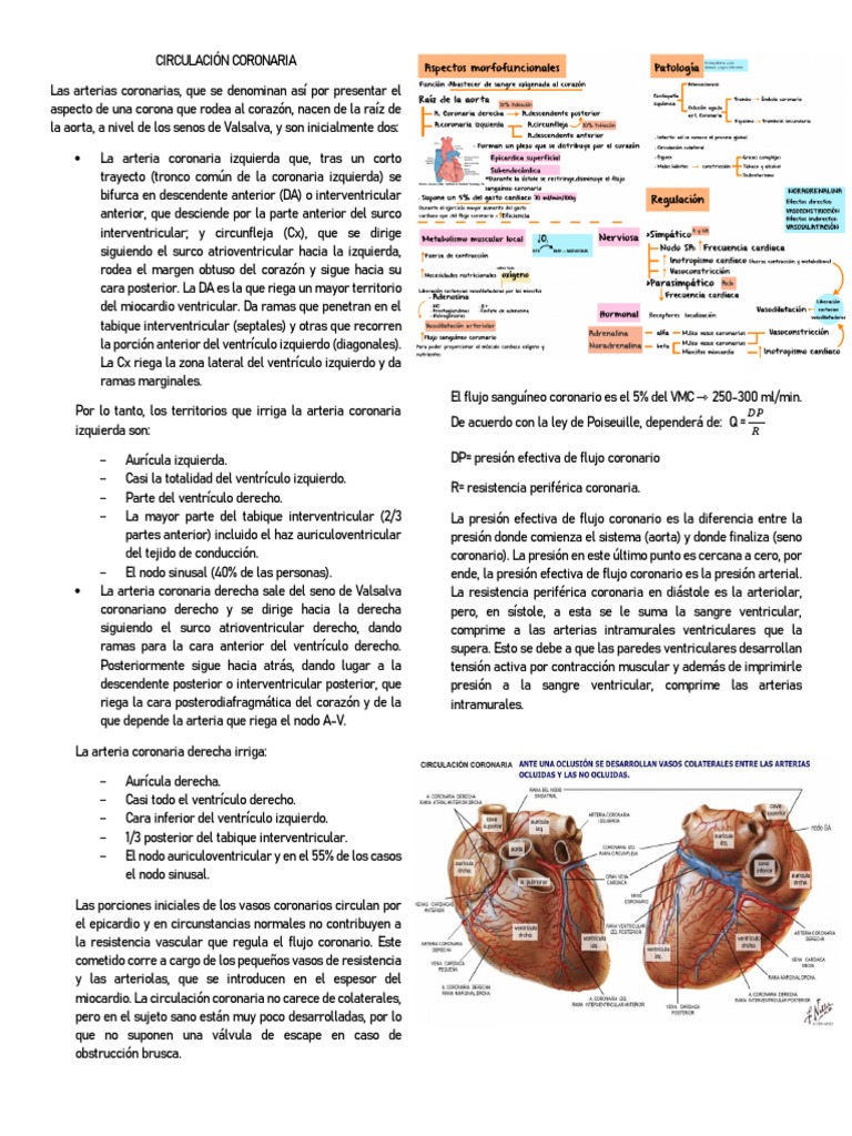 Circulacion Coronaria Pdf Ventrículo Corazón Circulación Coronaria
