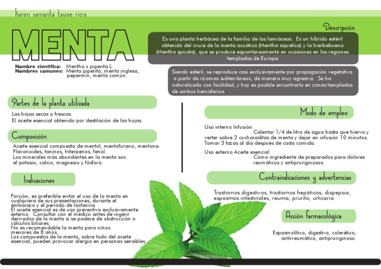 Menta | PDF | Productos naturales | Botánica