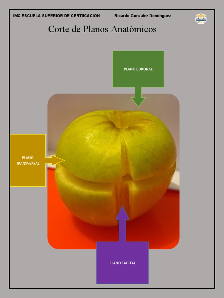 Corte de Planos Anatómicos | PDF