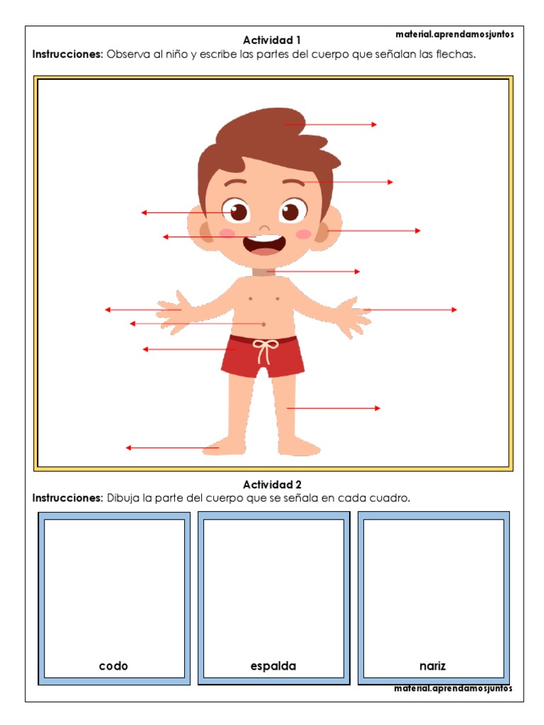 Partes Del Cuerpo Pdf