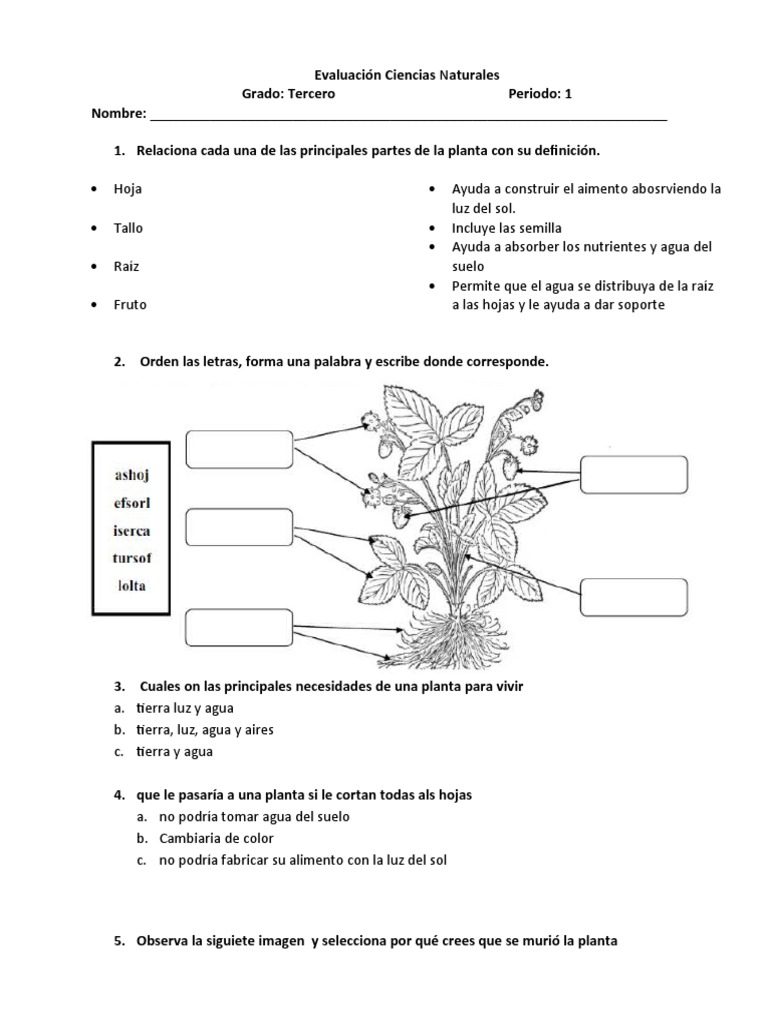 Evaluación de Partes de la Planta | PDF