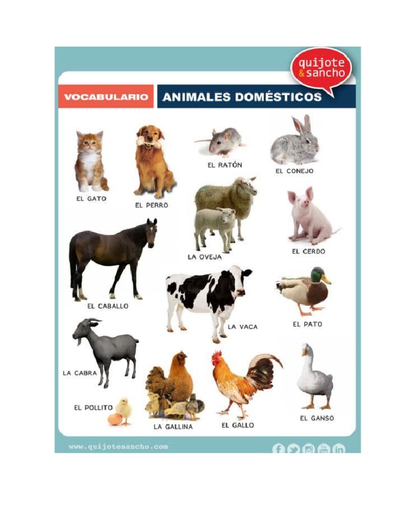 Animales Domesticos | PDF