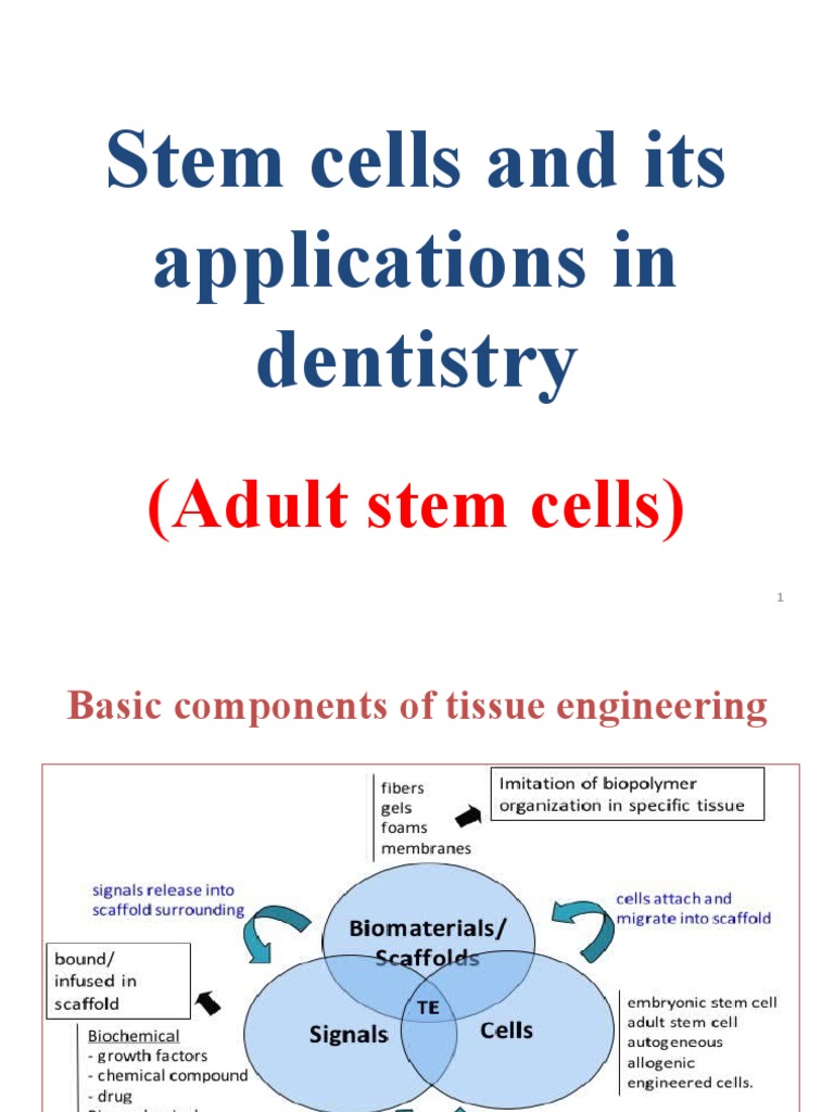 Adult Stem Cells-1 | PDF | Stem Cell | Mesenchymal Stem Cell