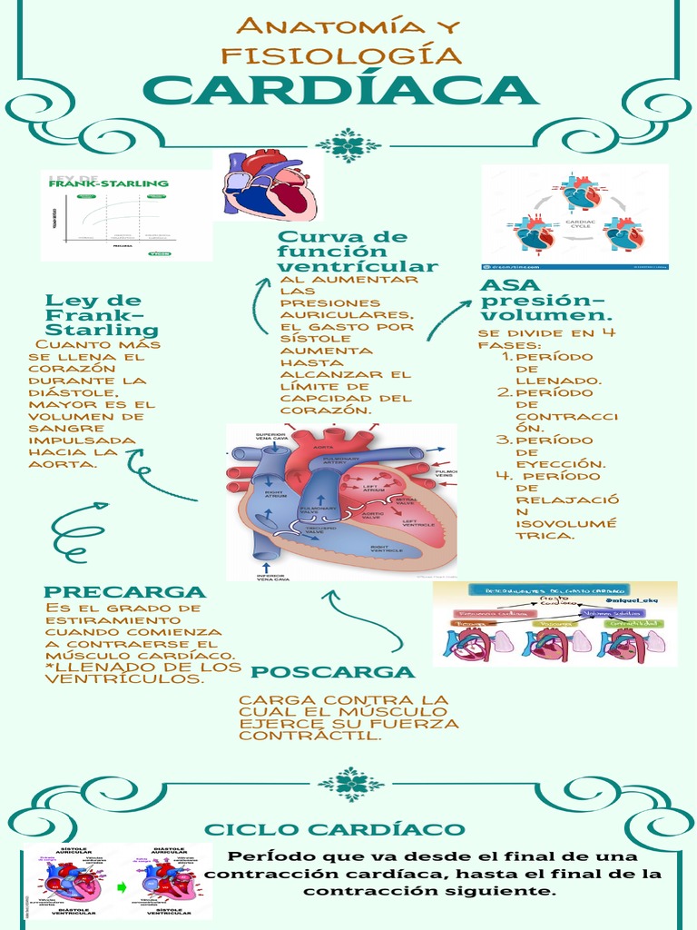 ANATOMÍA y FISIOLOGÍA CARDIACA | PDF
