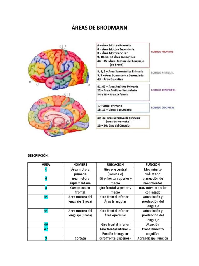 Areas de Brodmann | PDF | Lóbulo temporal | Las emociones
