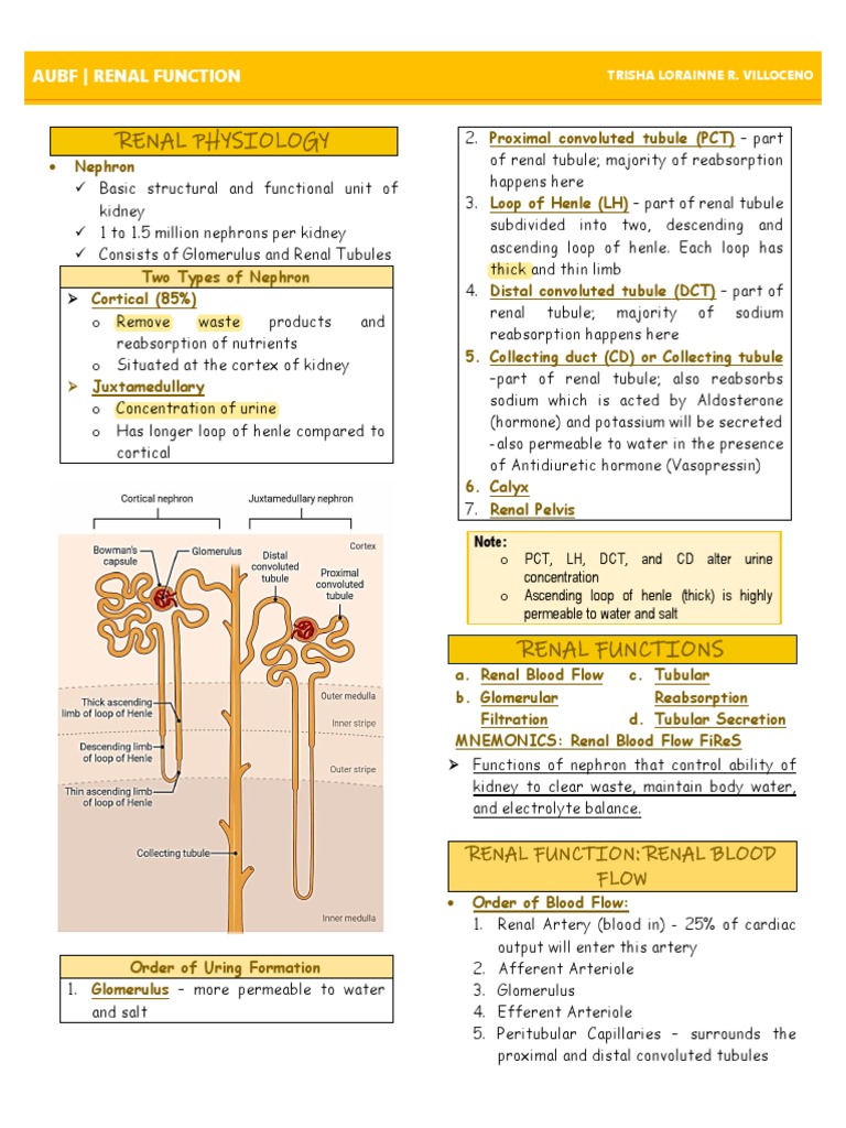 Topic 2 Aubf Renal Function PDF | Download Free PDF | Kidney | Angiotensin
