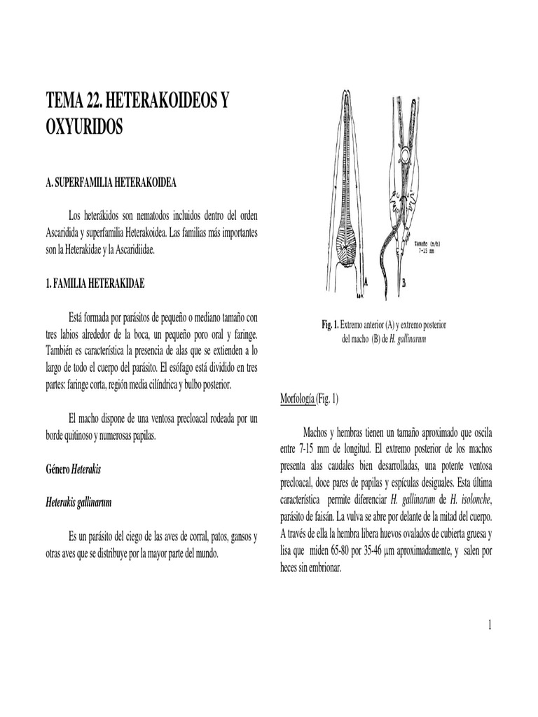 Heterakoideos y Oxyurideos 0506 | PDF | Huevo | Nematodo