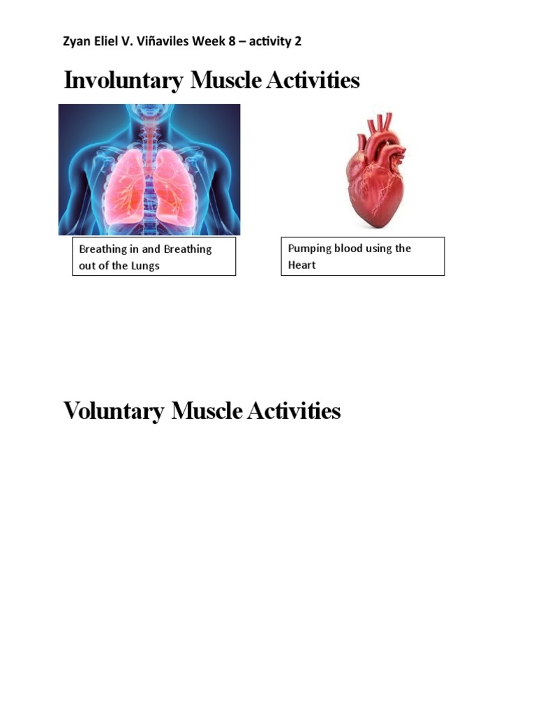 Voluntary and Involuntary Muscles | PDF