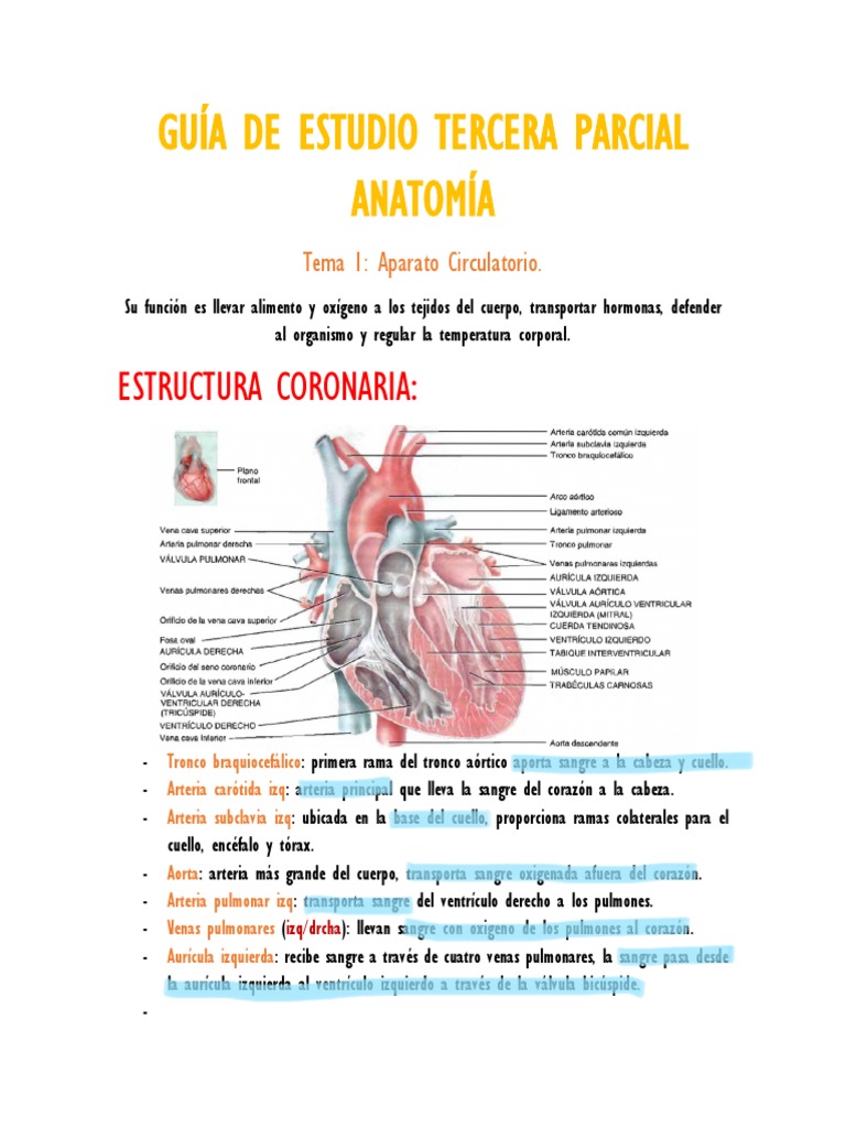 Guía De Estudio Anatomía Básica Pdf Ventrículo Corazón Corazón