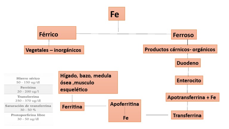Férrico Ferroso | PDF