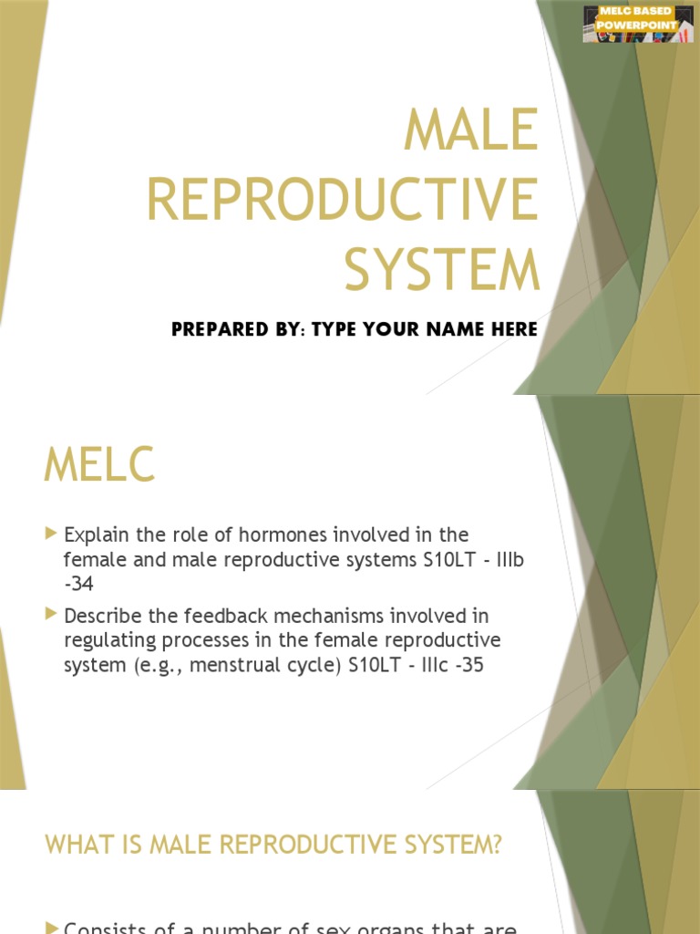 G10 Science Q3 - Week 1 - Male Reproductive System | PDF | Reproductive ...