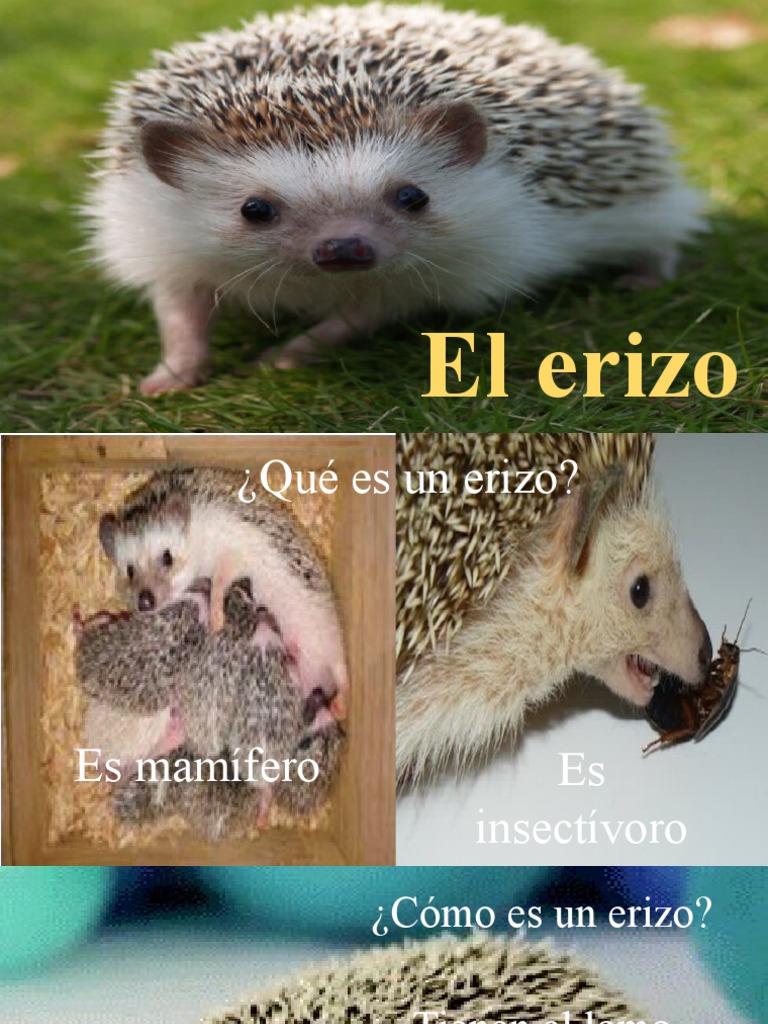 Características del erizo mamífero | PDF