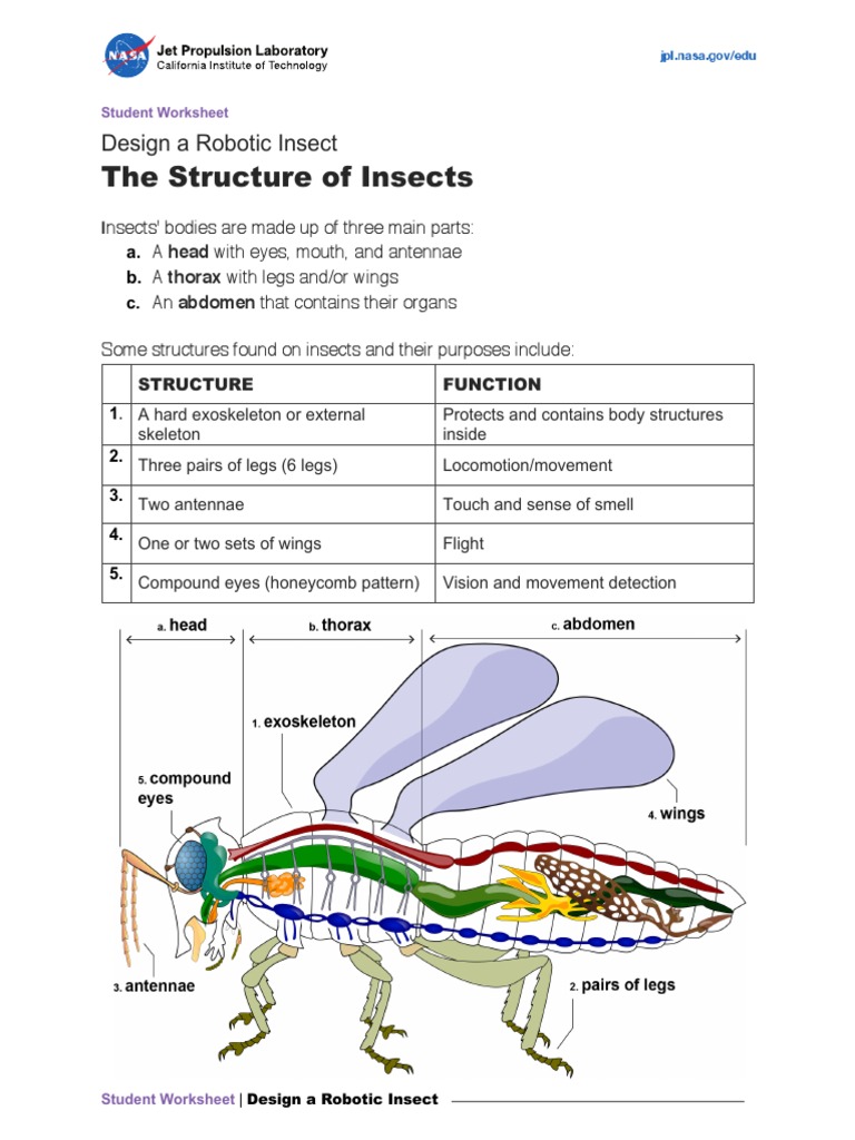 Roboinsect Worksheet | PDF | Robotics | Insects