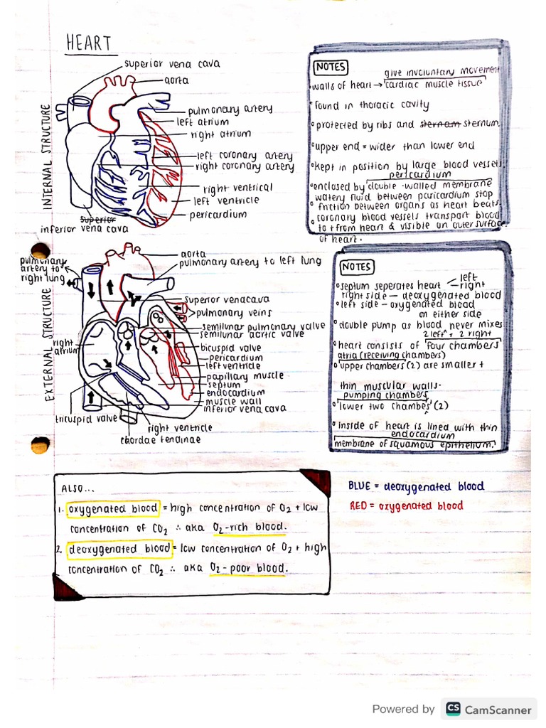 Circulatory System (Heart and Lymphs) Grade 11 Notes | PDF