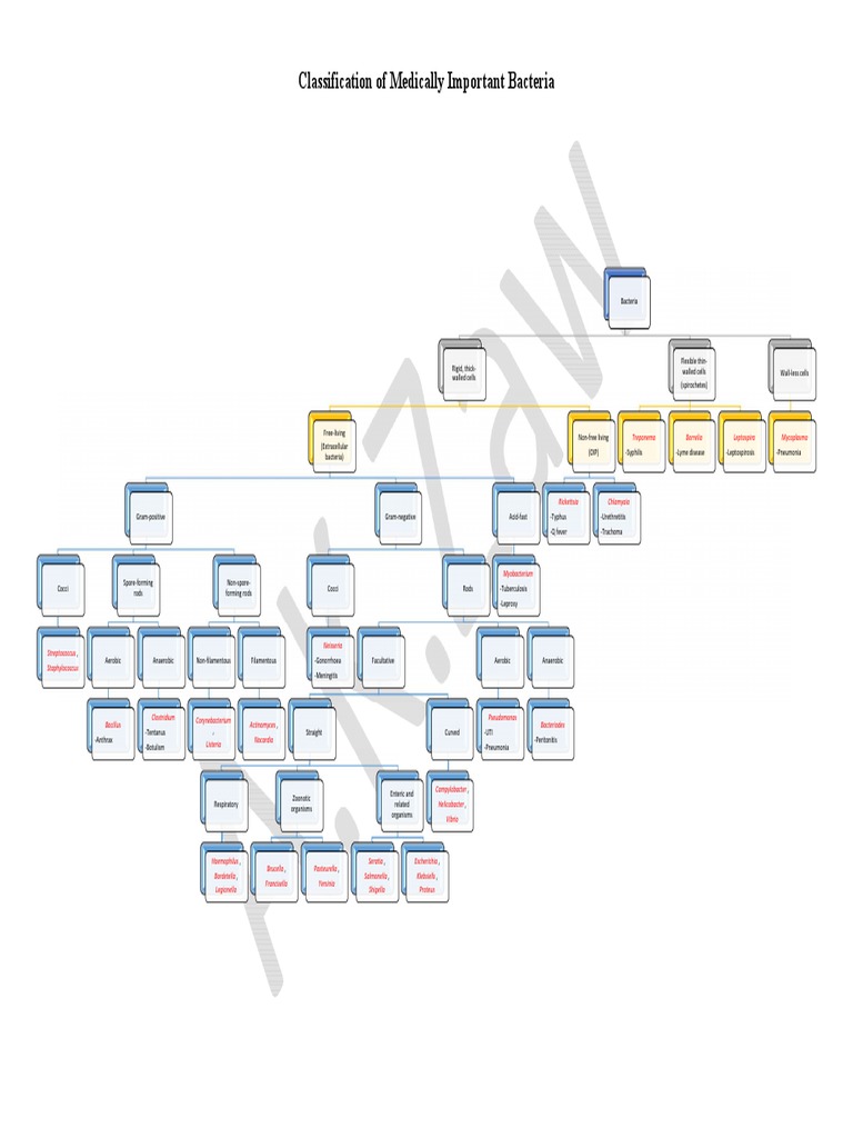 Classification of Medically Important Bacteria | PDF | Bacteria | Gram ...